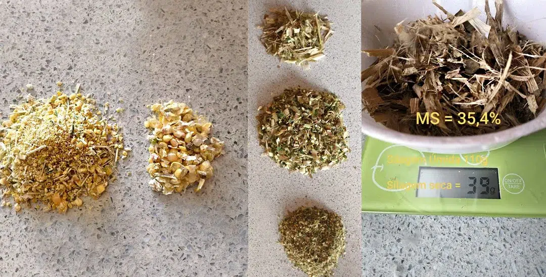 Como Avaliar a Qualidade da Silagem: Entendendo KPS e o Teste de ...